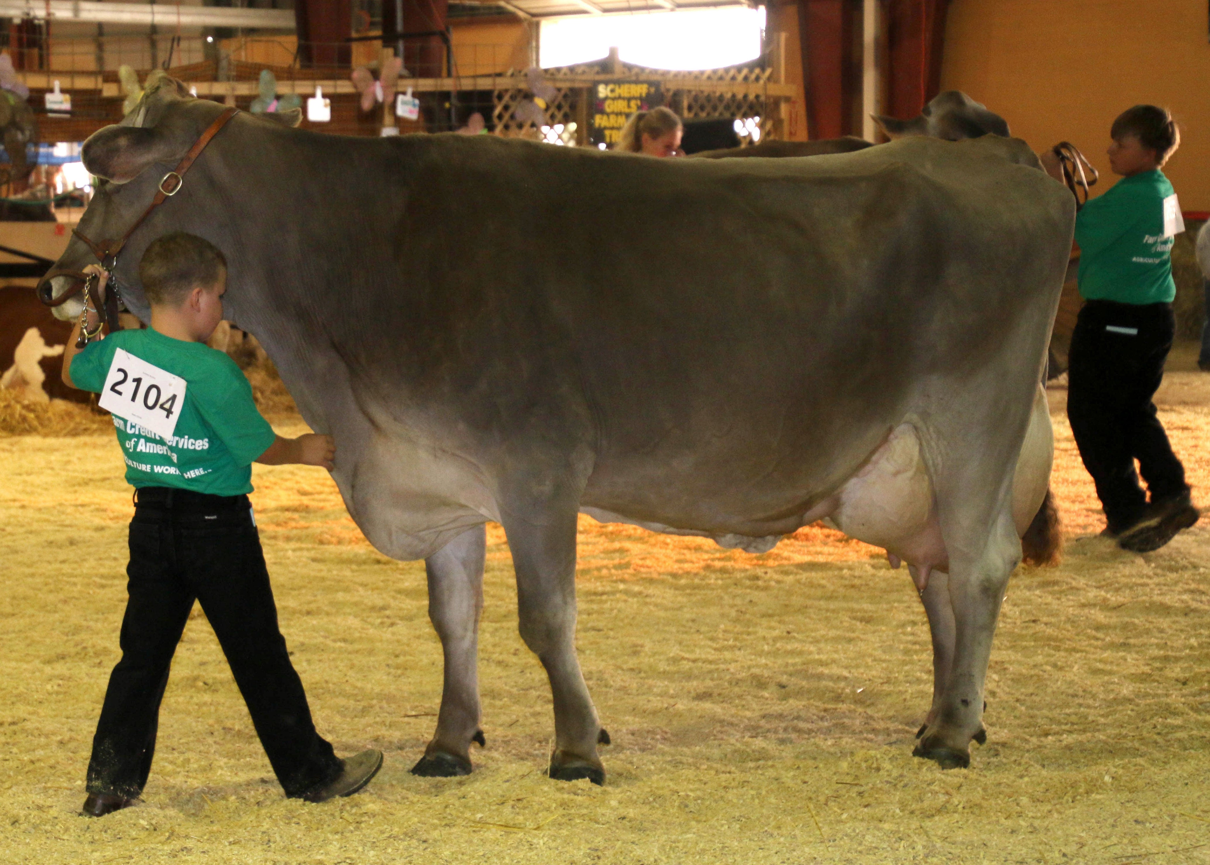 4 H Dairy Cattle Project 4 H Dairy Cattle Project