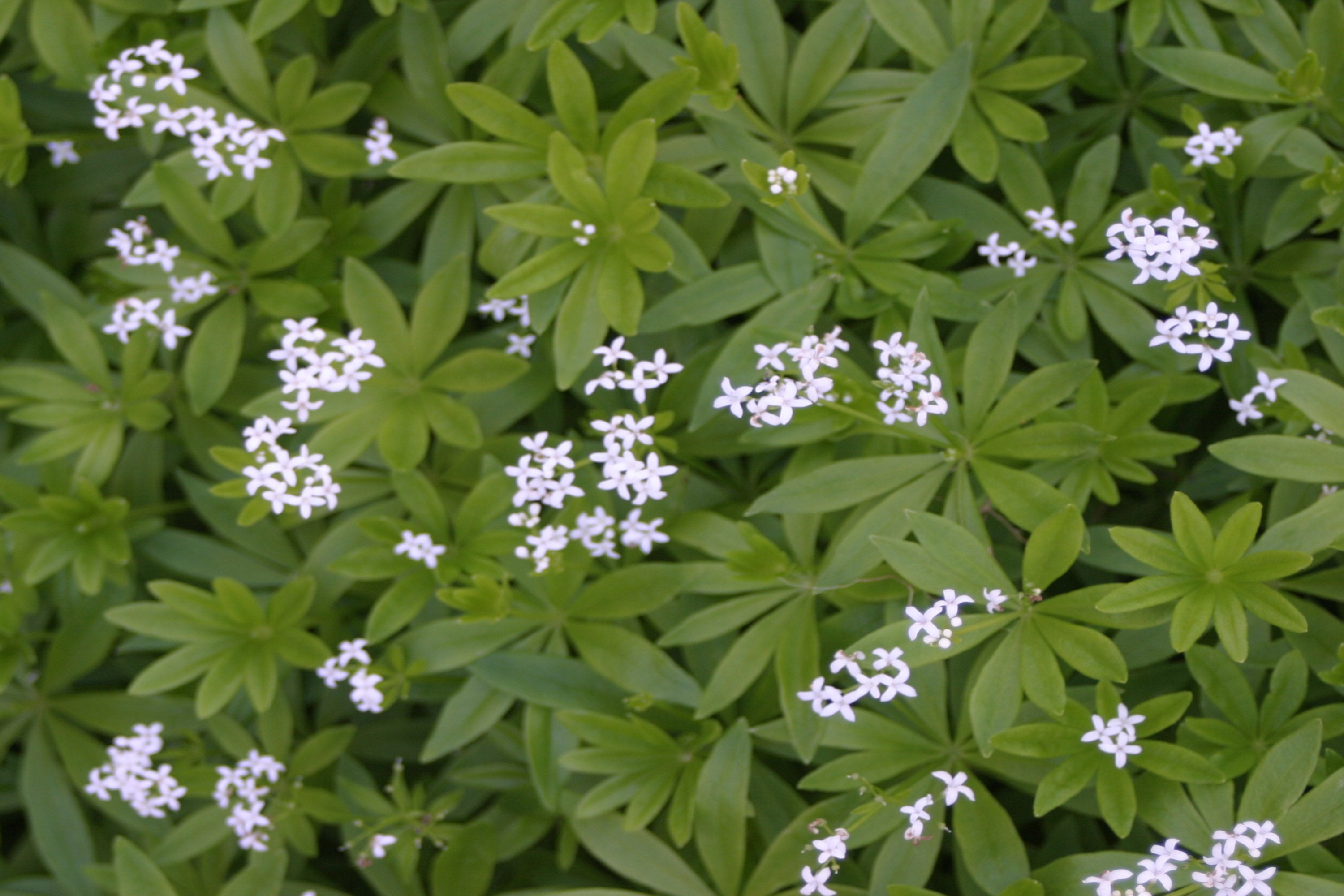 Sweet Woodruff: Attractive Groundcover for Shady Gardens