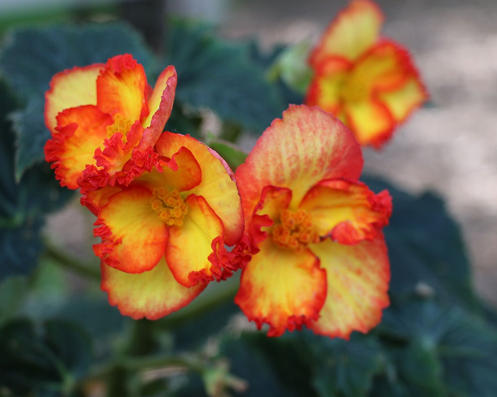 Forcing Tender Bulbs Indoors