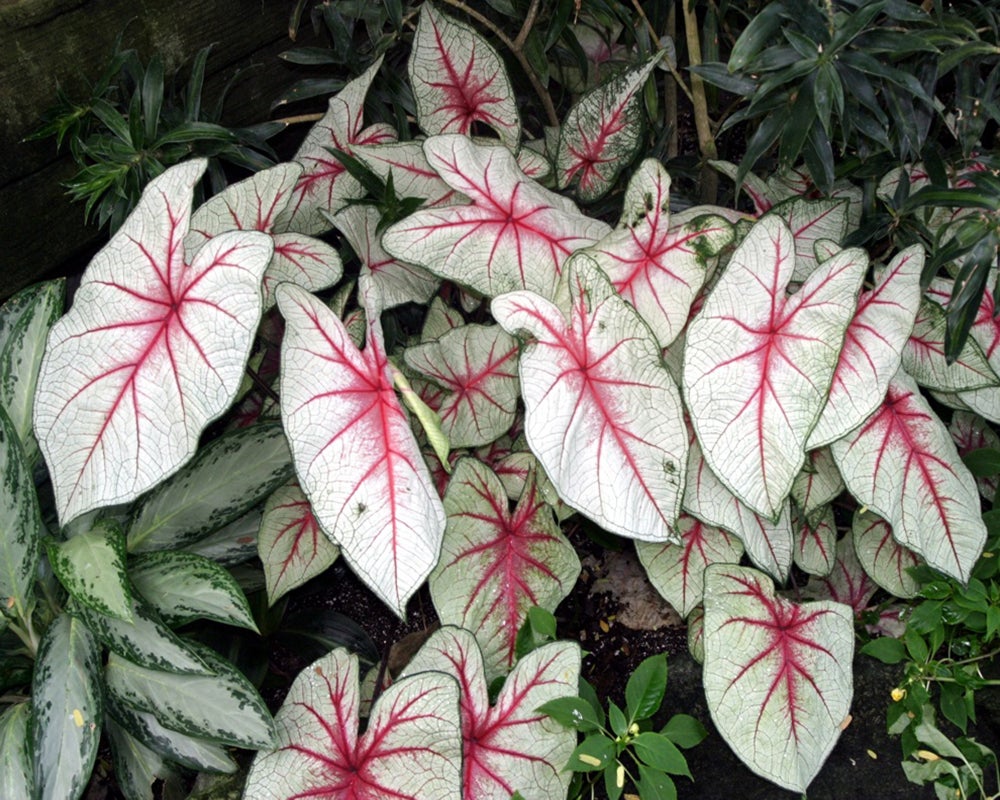Forcing Tender Bulbs Indoors