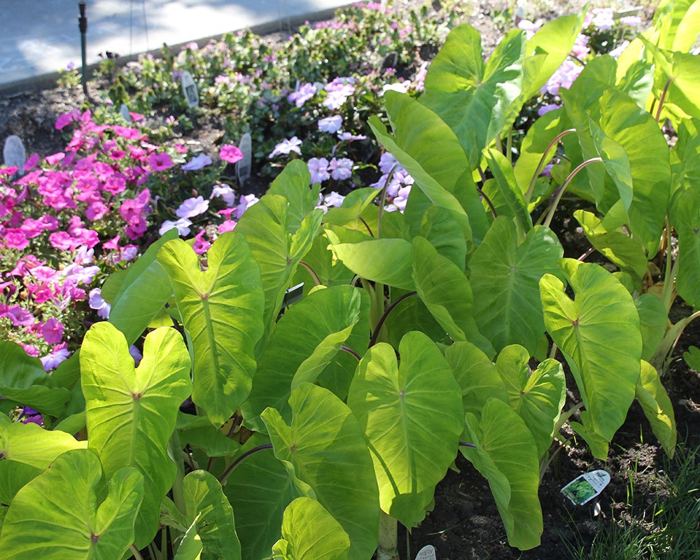 Forcing Tender Bulbs Indoors