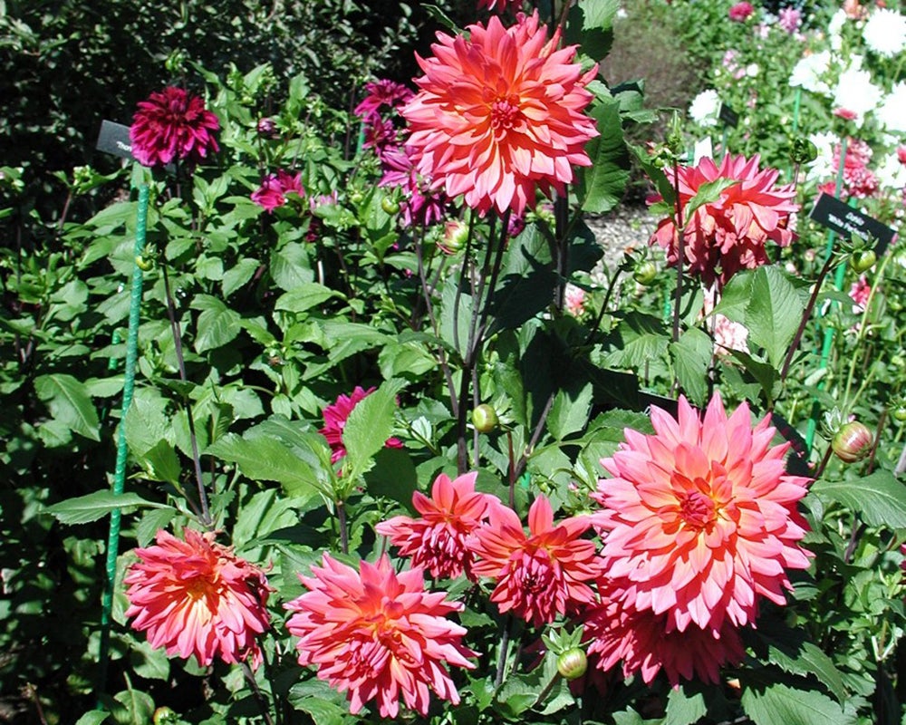 Forcing Tender Bulbs Indoors