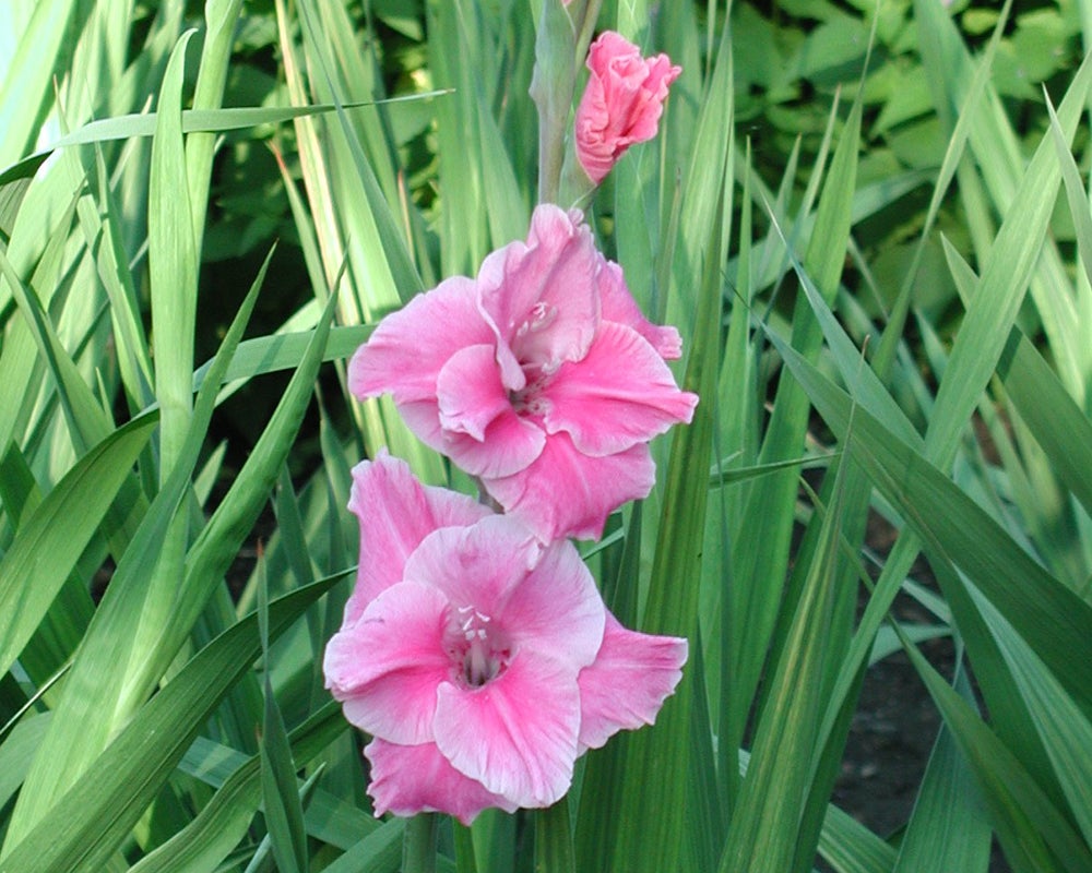 Forcing Tender Bulbs Indoors