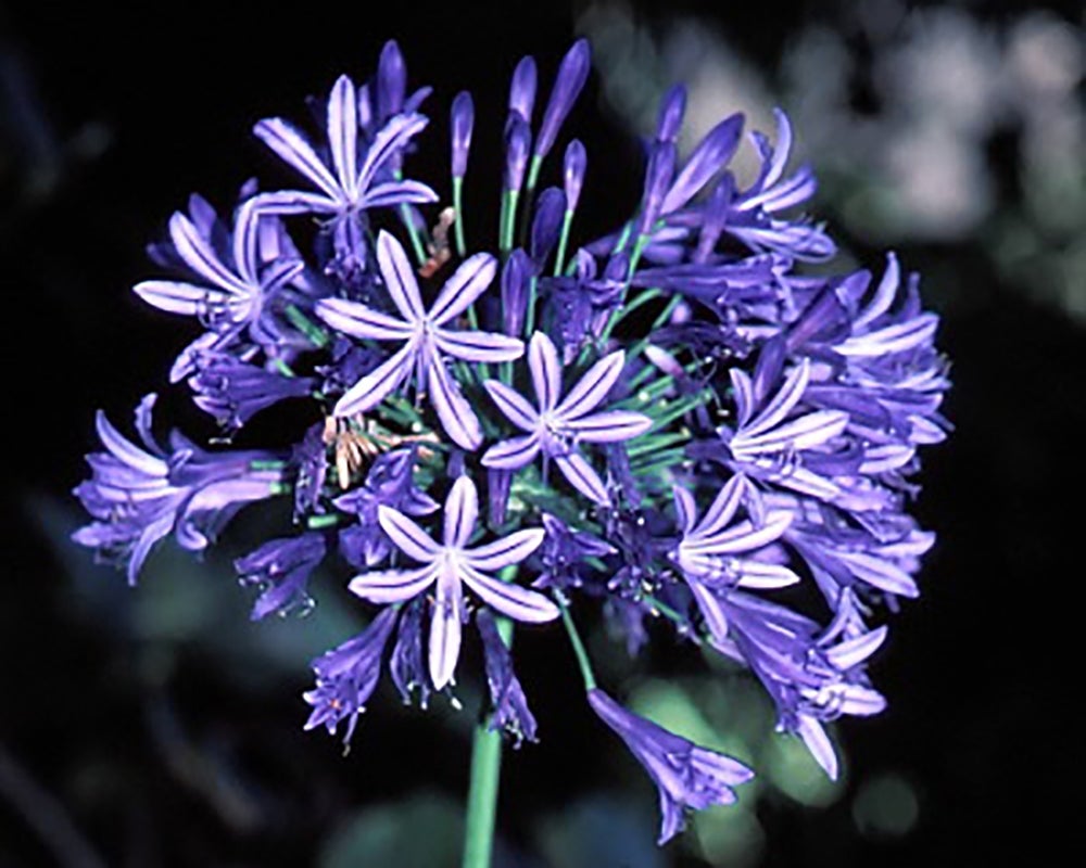 Forcing Tender Bulbs Indoors