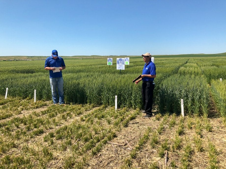 Weed Control: Pulse Crops