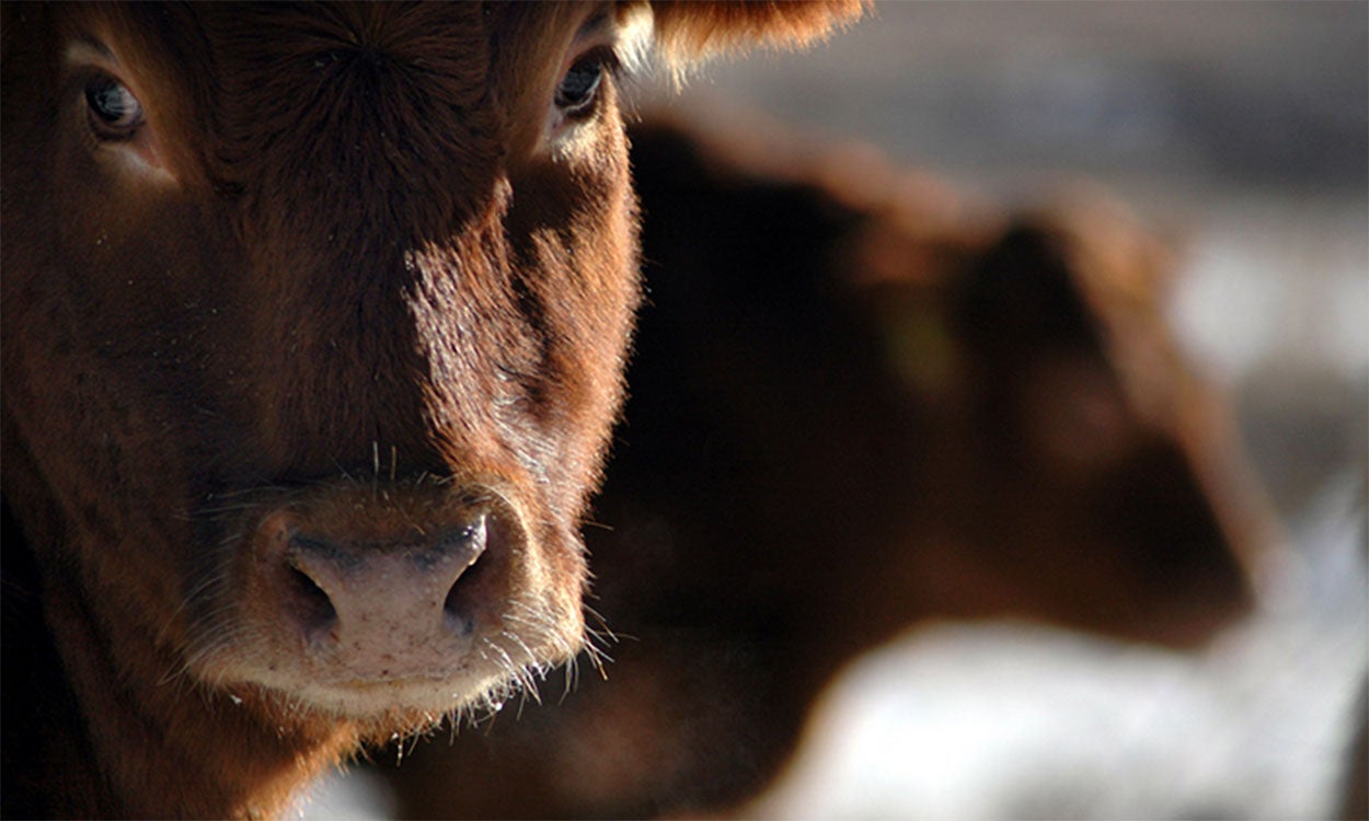 Beef Reproduction and Genetics | SDSU Extension