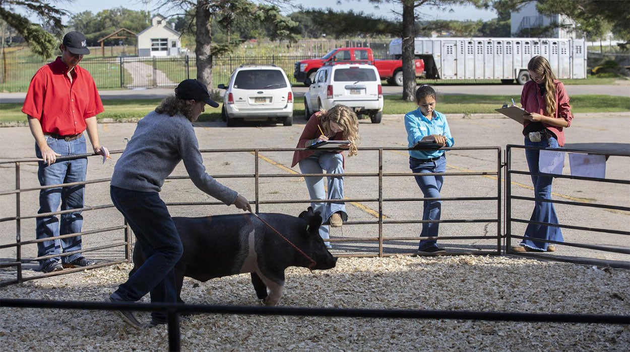 4-H Swine Project