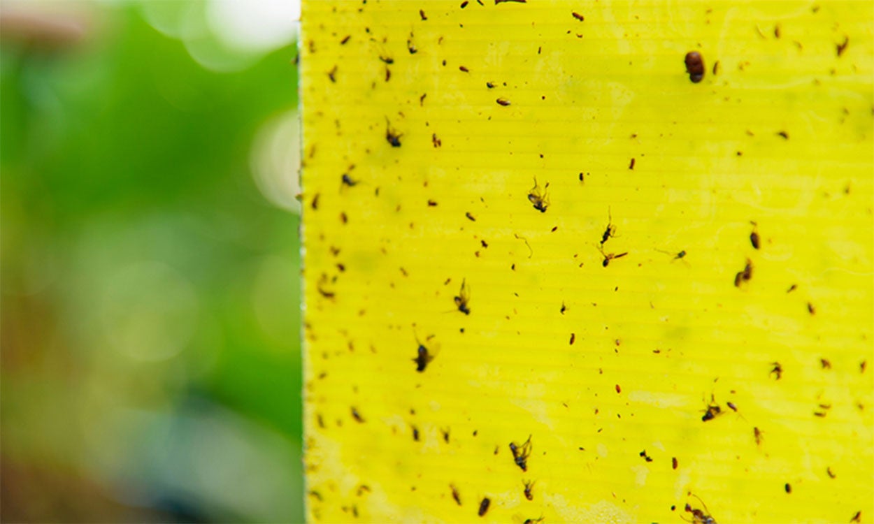 Adult Corn Rootworms Are Active in South Dakota