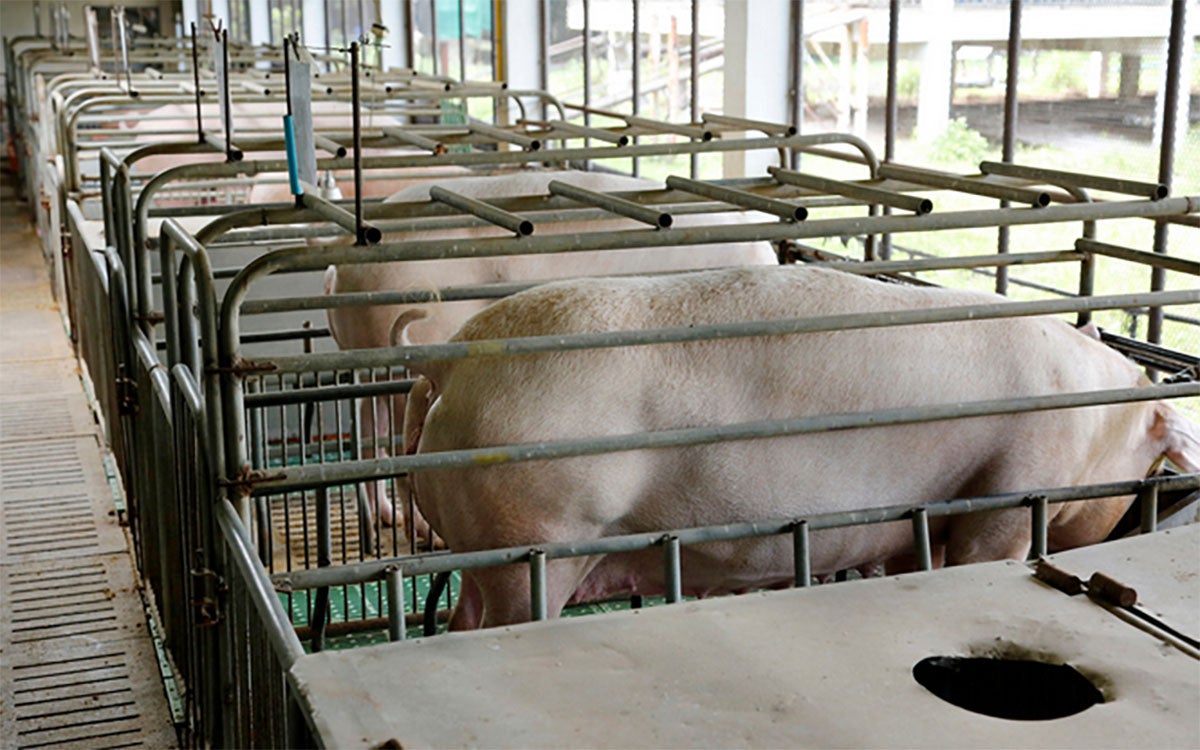 Swine