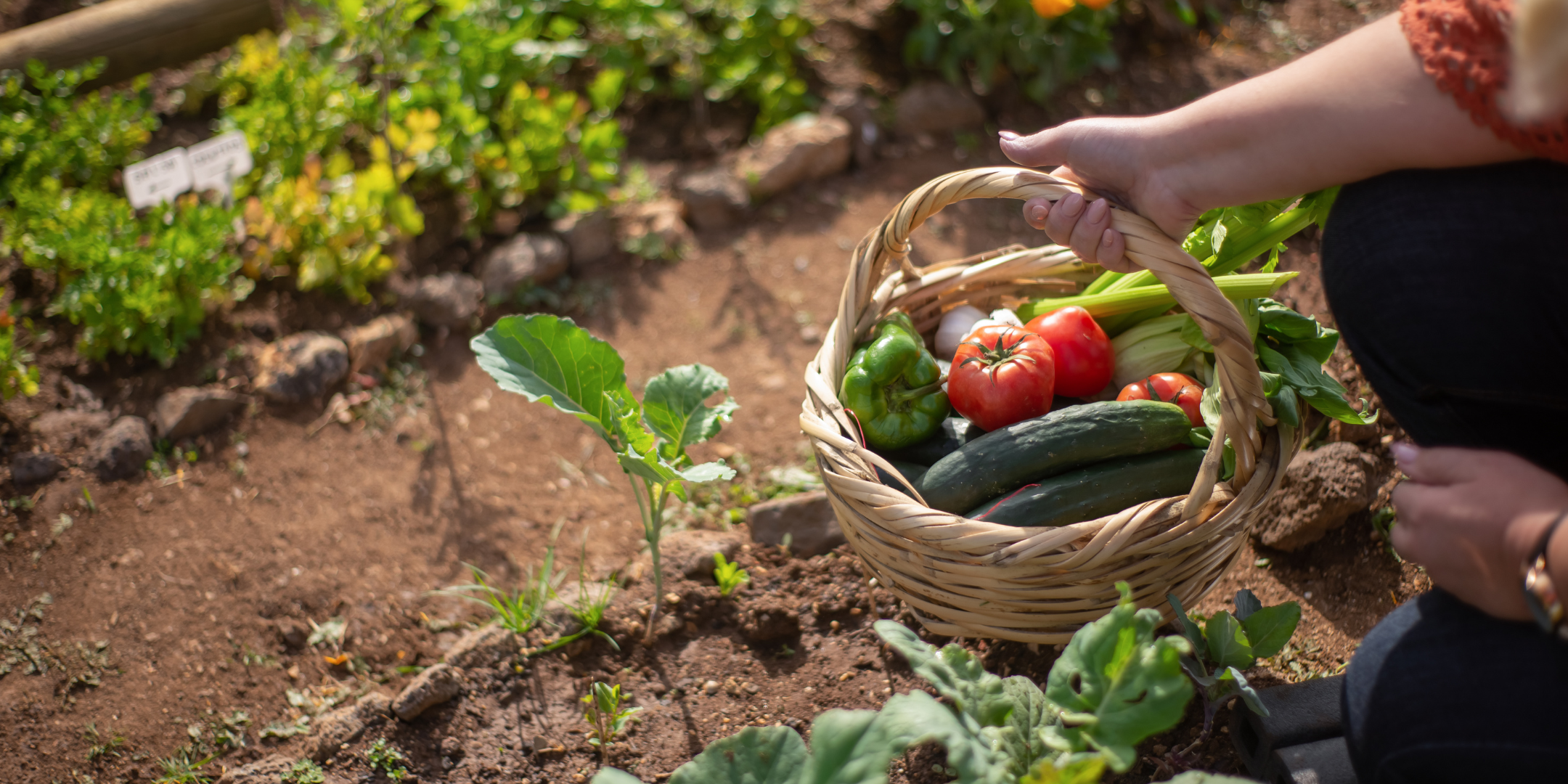 Master Gardener Volunteer Program