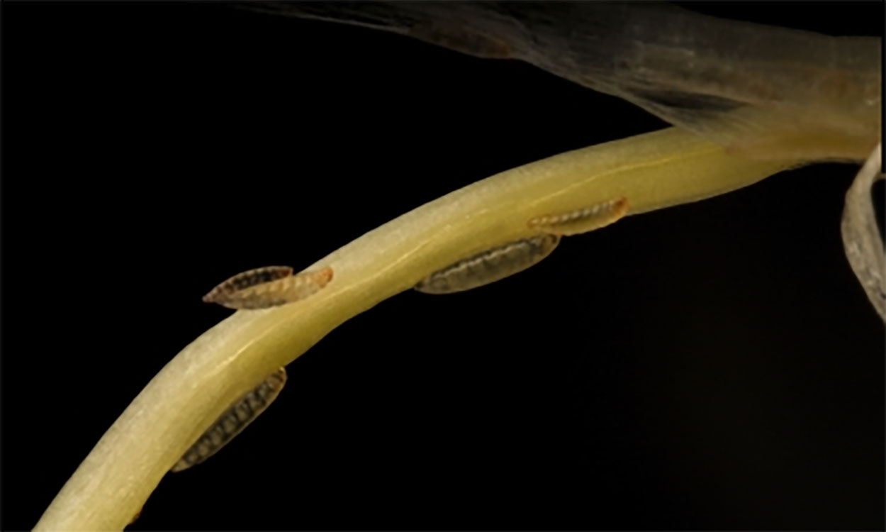 Hessian Fly: Preventing Outbreaks in Wheat Hessian Fly: Preventing Outbreaks in Wheat