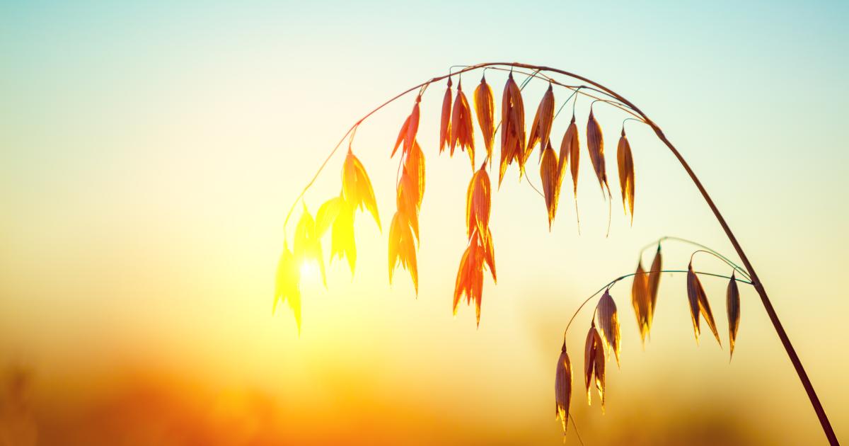 Oat Variety Trial Results