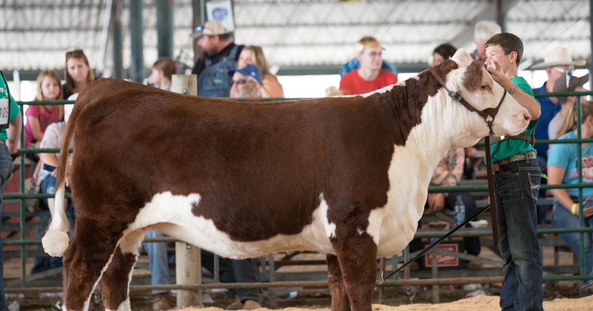 Competitions & State Fair