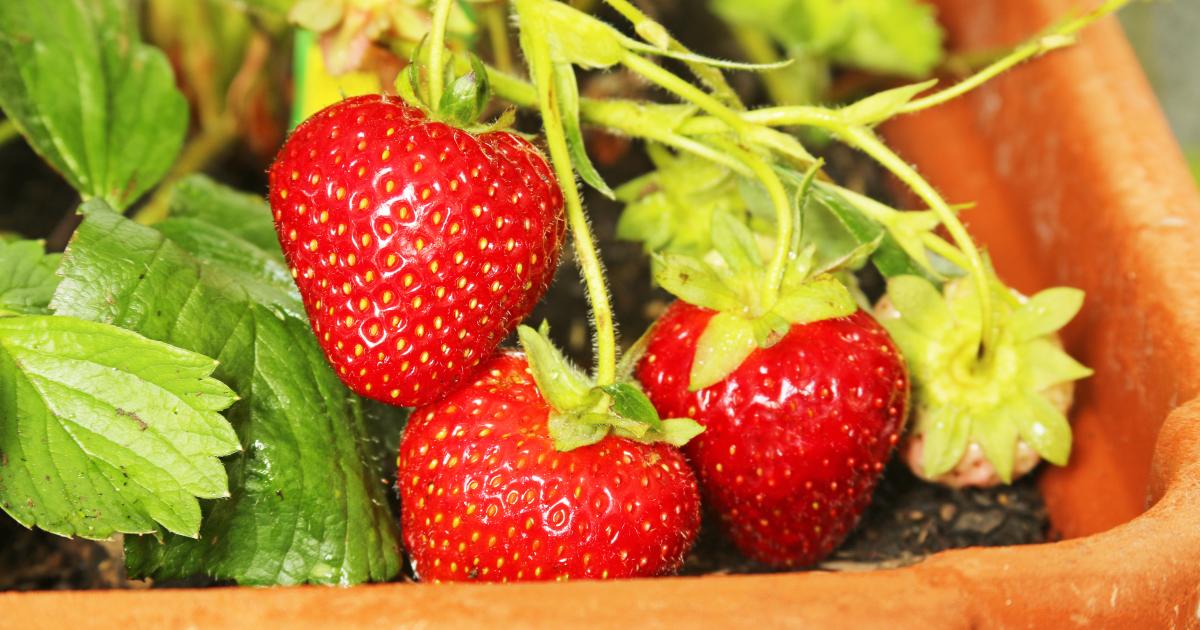 Fruit