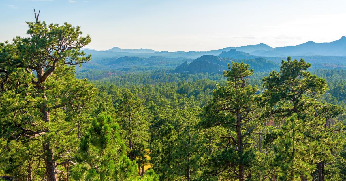 How to Identify an Ash Tree Infested by Emerald Ash Borer