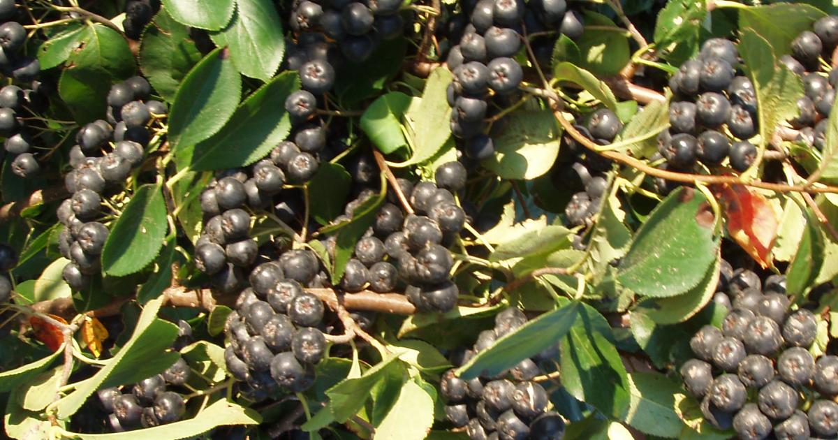 Aronia: Beautiful and Healthy