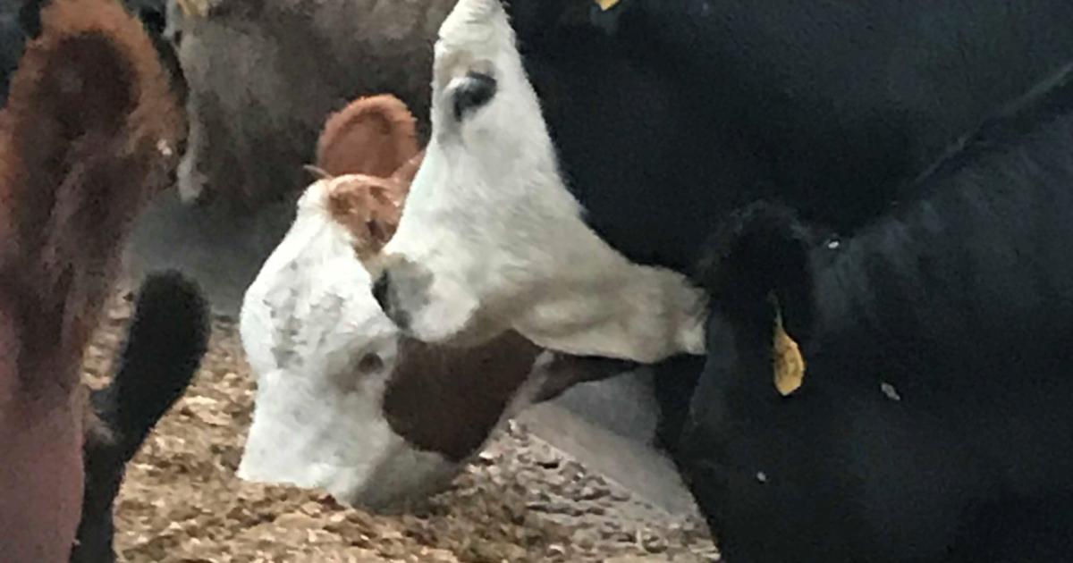 What’s Important to Know About Silage Additives & Inoculants?