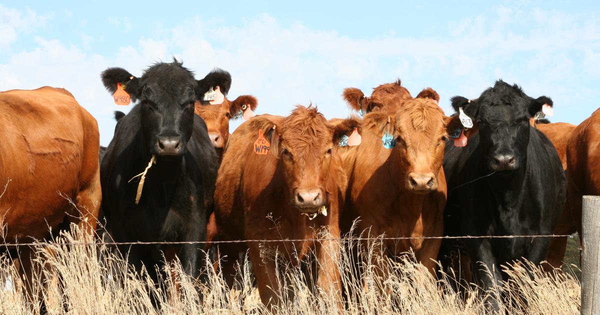 Heifer Selection and Genomics