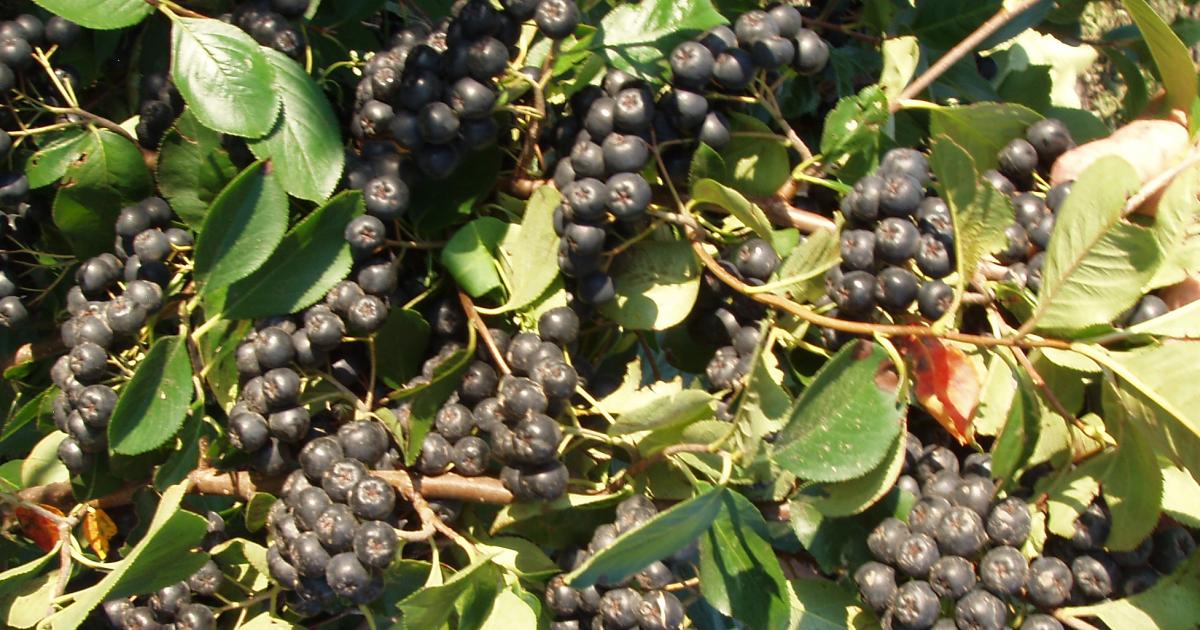 What is This Fruit… And is it Edible?