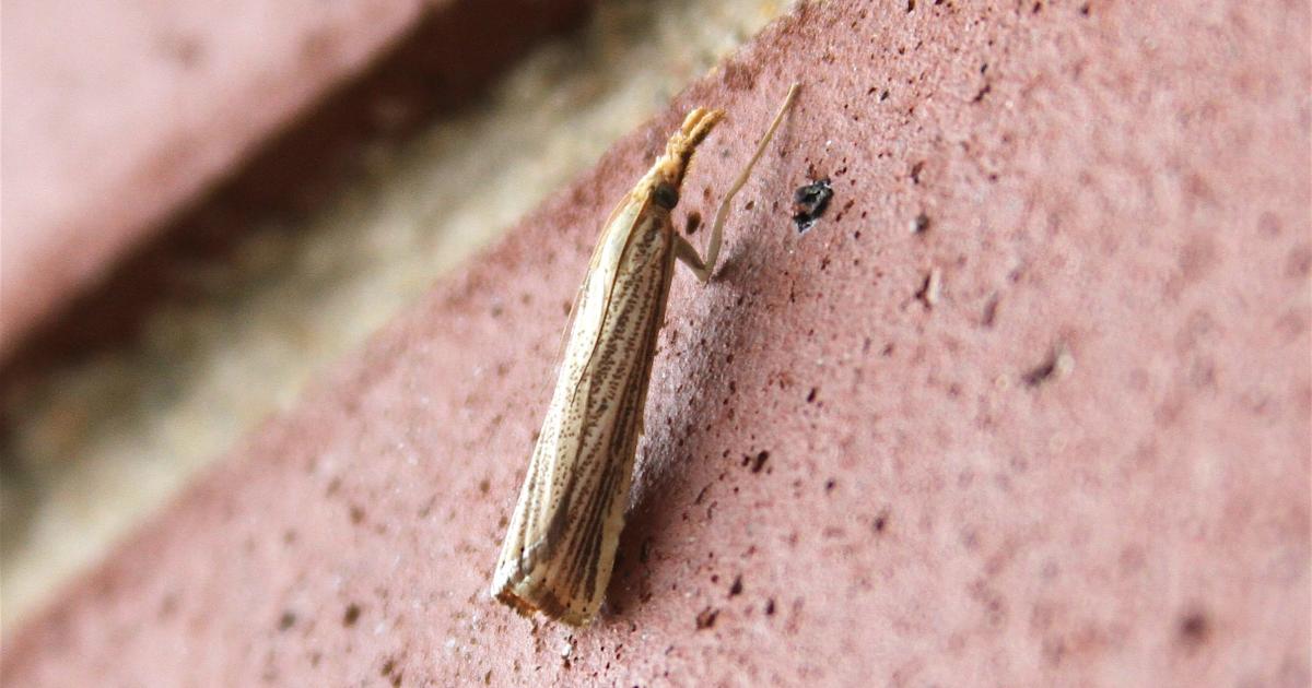Sod Webworm in South Dakota