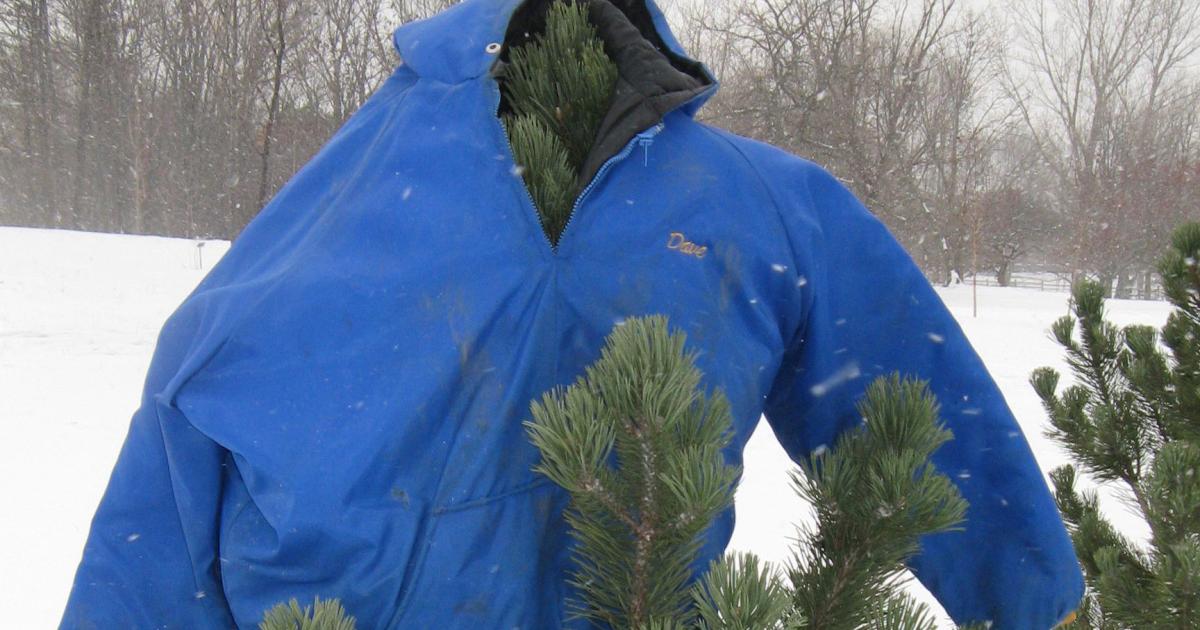 It's Cold! How Can Our Plants Trees and Shrubs Withstand It?