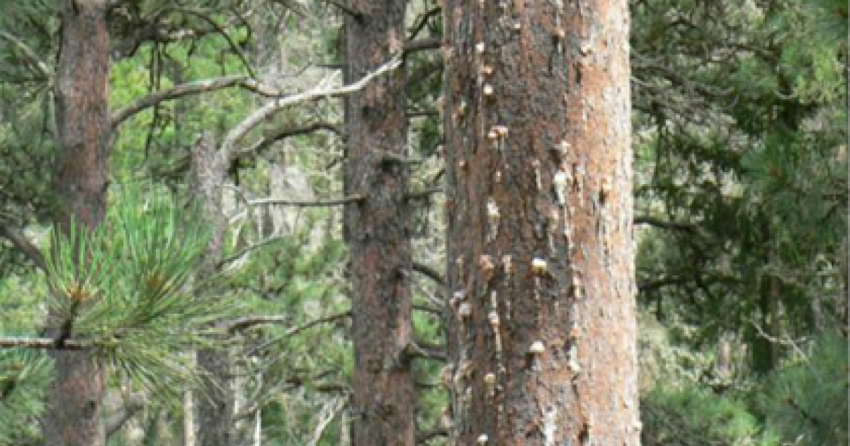 Insecticides for Protecting Pine Trees from Mountain Pine Beetle