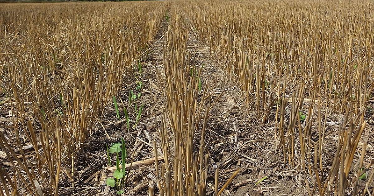 Cover Crop Adoption: Farmers’ perceived benefits & barriers