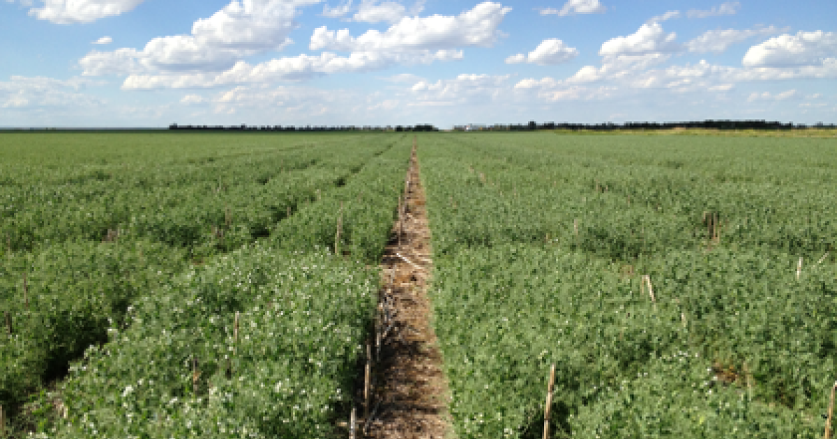Field Pea Variety Trial Results