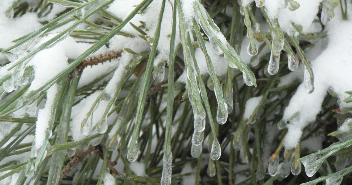 What to Do About Ice Covered Trees?