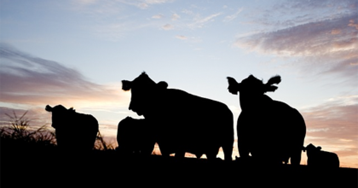 Economic Impact of the Beef Industry on South Dakota