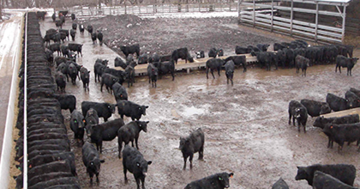 How Much Meat Can You Expect from a Fed Steer?