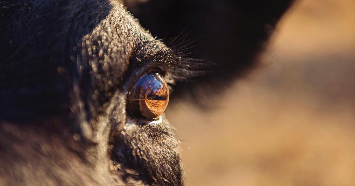 Toe Abscess (Toe Tip Necrosis) in Feeder Cattle
