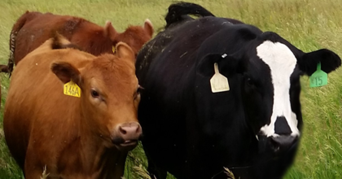 Setting Up Replacement Heifers for Breeding with CIDR Protocols