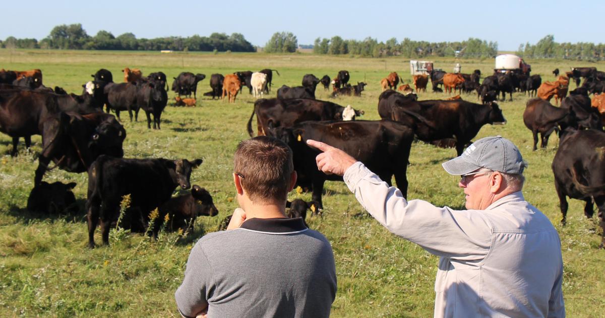 Observing Bulls at Pasture