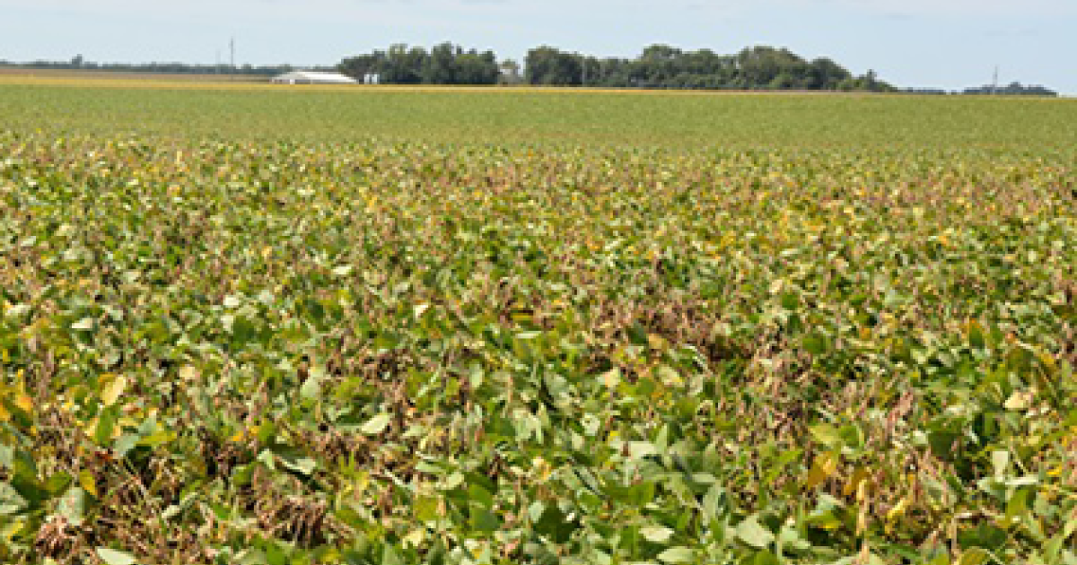 Late-Season Soybean Diseases: Know what’s killing your soybeans