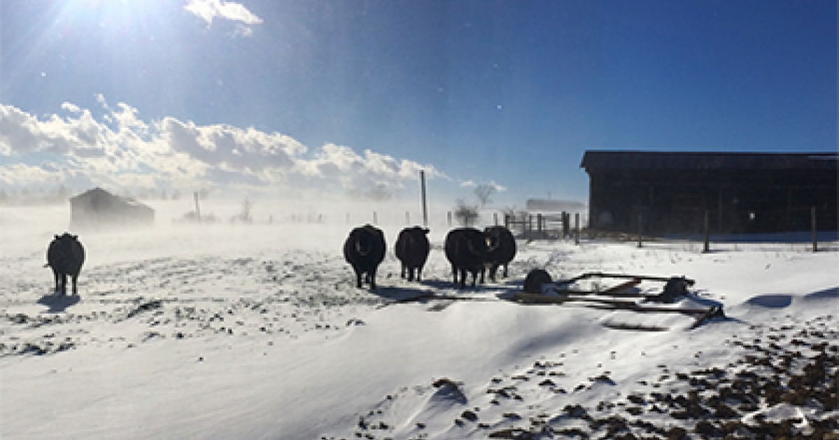 How Does Cold Stress Affect the Energy Needs of Cattle?