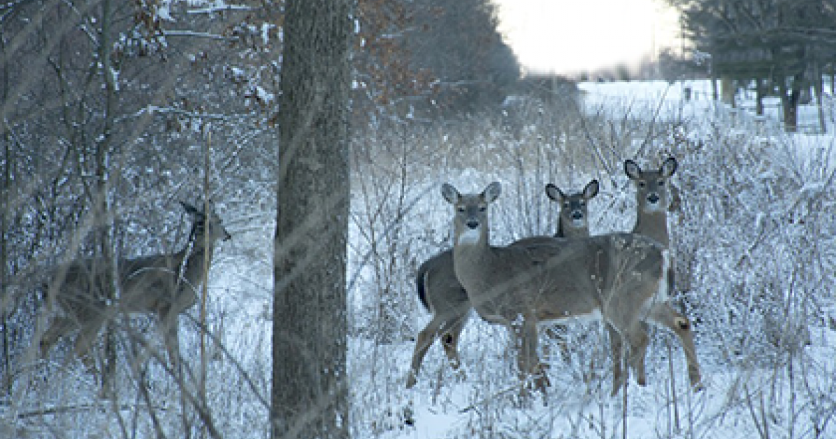 Give the Gift of Conservation This Christmas