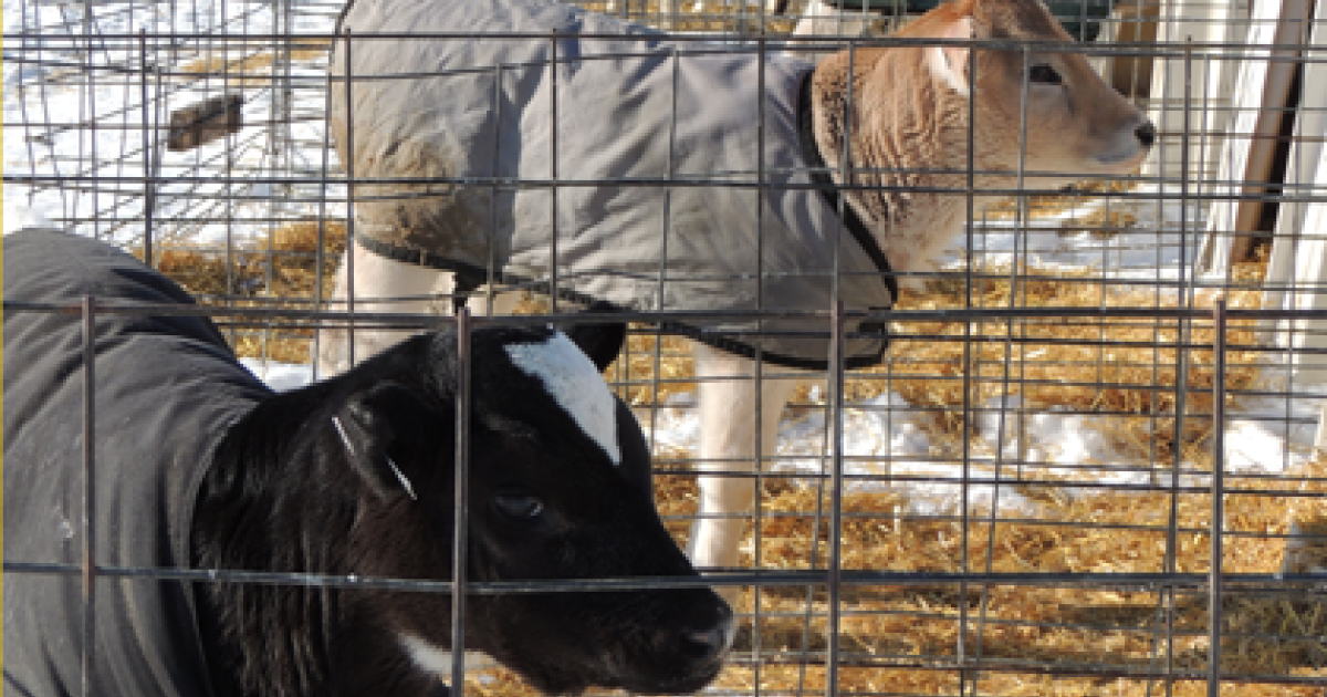 Dairy Calf Respiratory Disease: Treatment in the Aftermath of Cold Weather