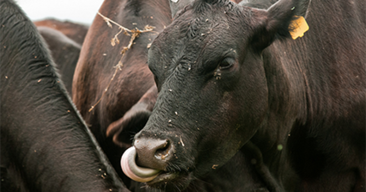 Tuberculosis in Cattle: What You Need to Know