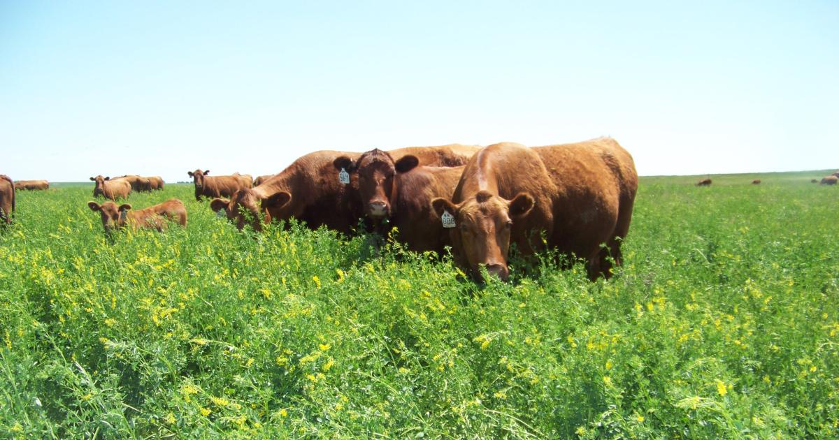 Supplementing Cows on Pasture to Stretch Forage Supplies