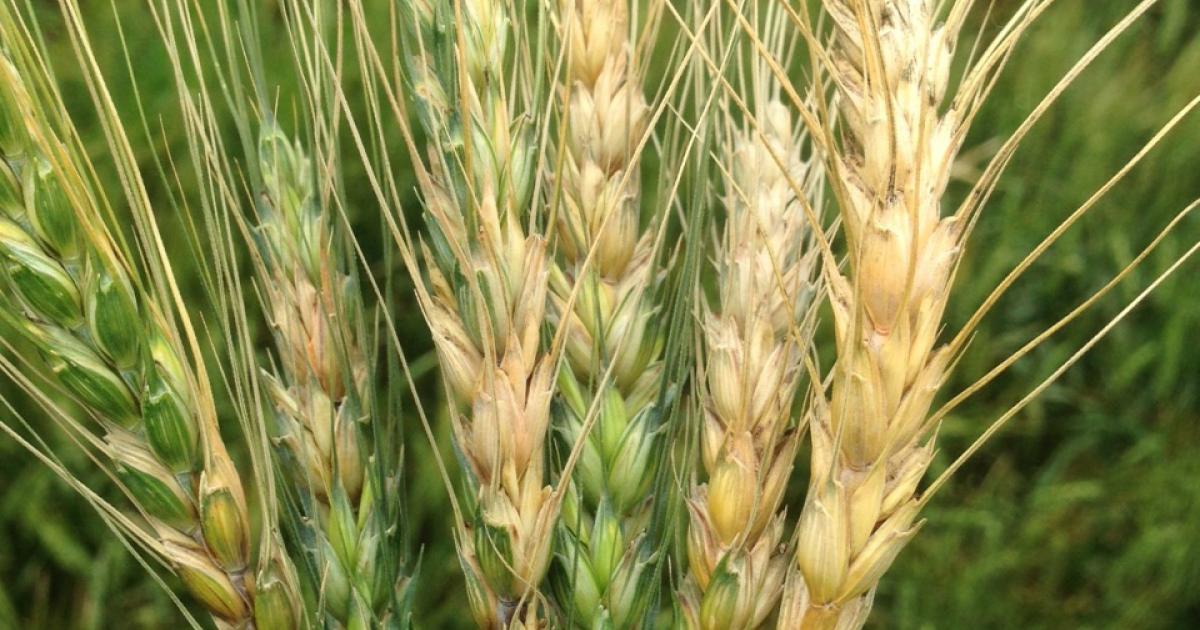 Updated National Fusarium Head Blight (Scab) Prediction Center