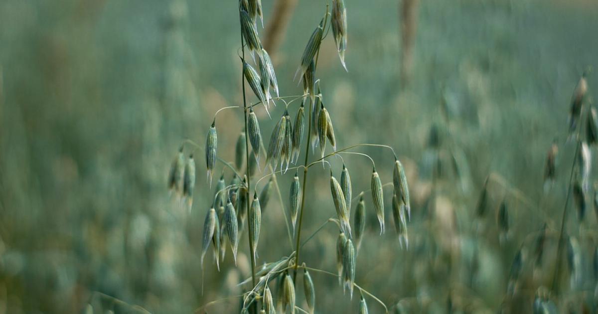 Using Plant Growth Regulator in Oats Grown for Grain