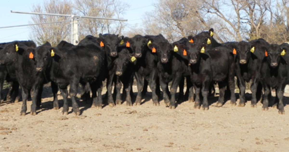 And They’re Off! Winning the Calf Starting Race