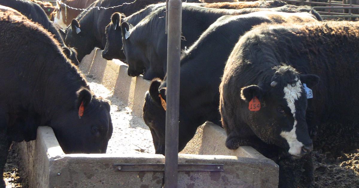 Neospora-Positive Status: Impact on heifers/cows and their calves