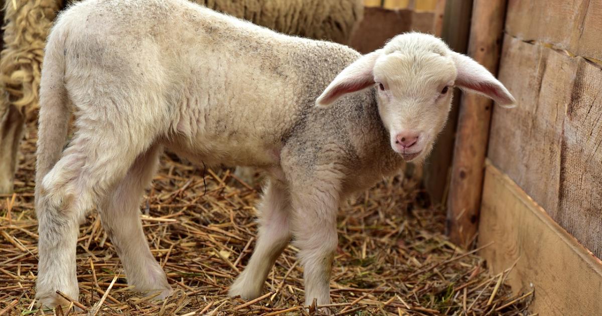 Lamb Cut Pricing Calculator
