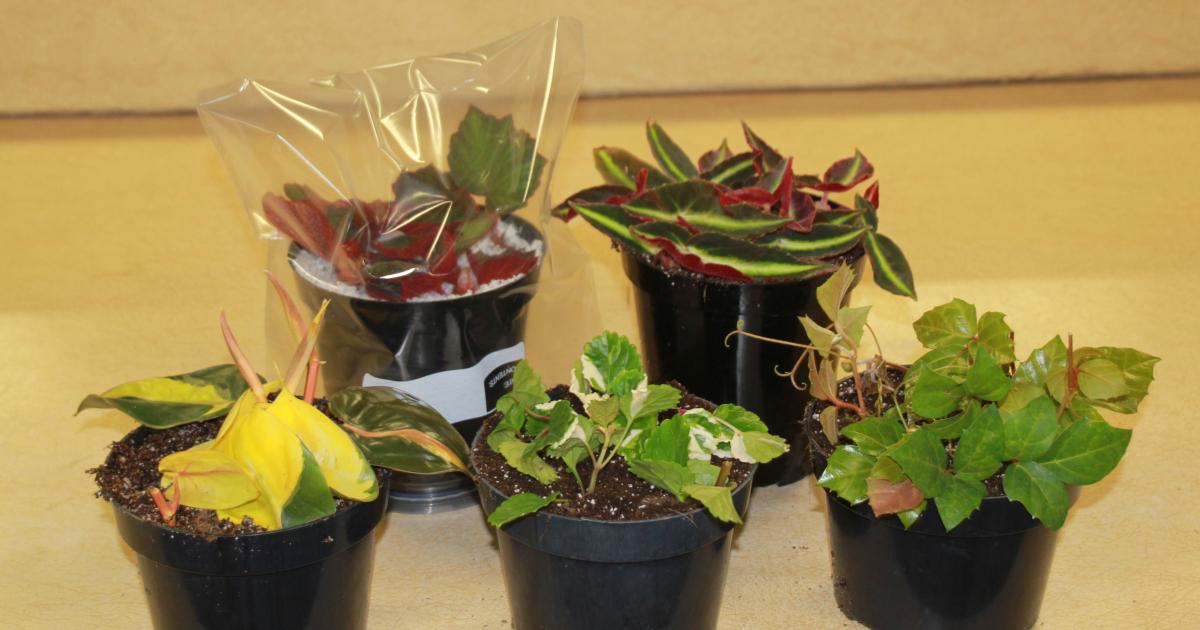 Propagating Houseplants