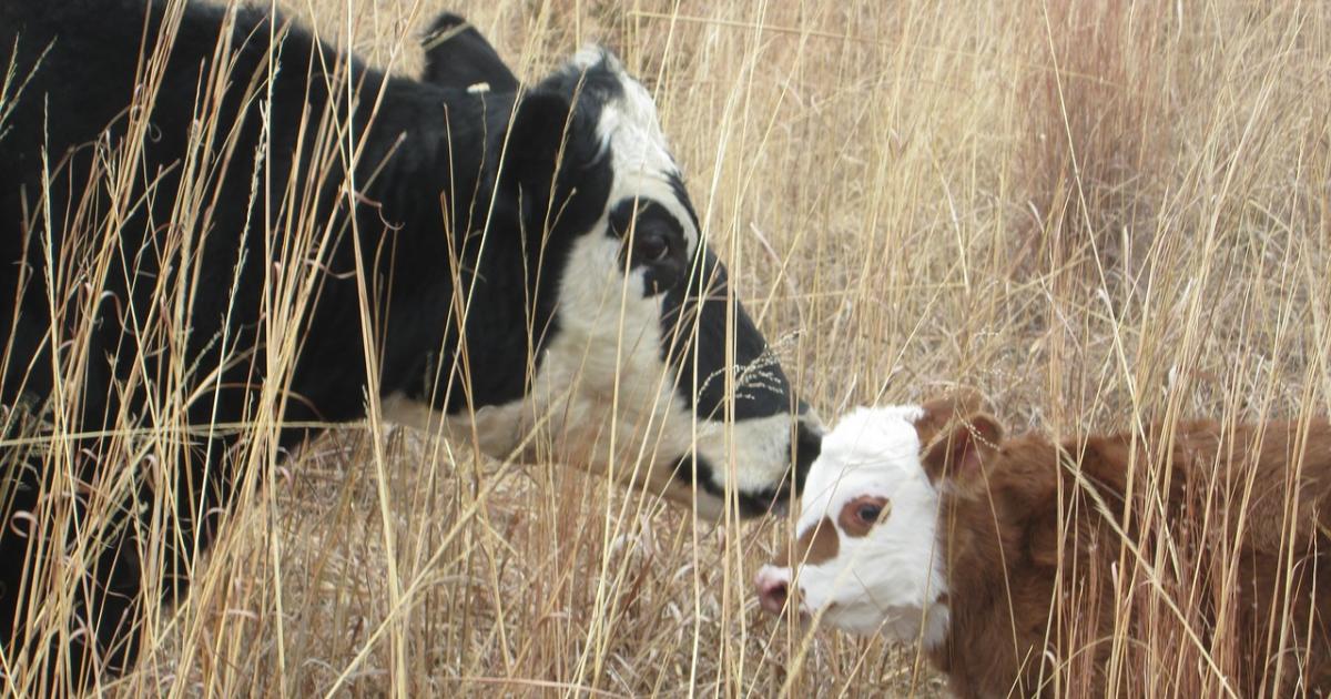Preparing the Beef Calf for Weaning