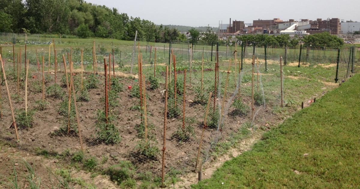 Community Gardens: Garden Rules - Operational Guidelines