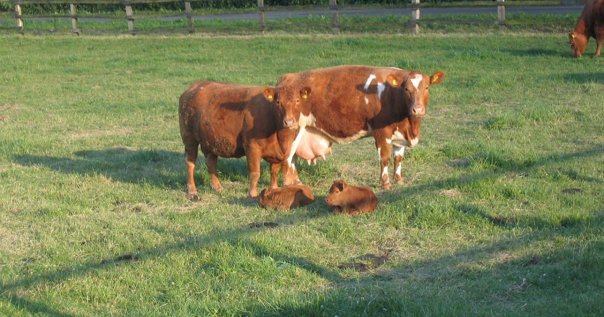 Considerations for Rumen Development in Weaned Calves