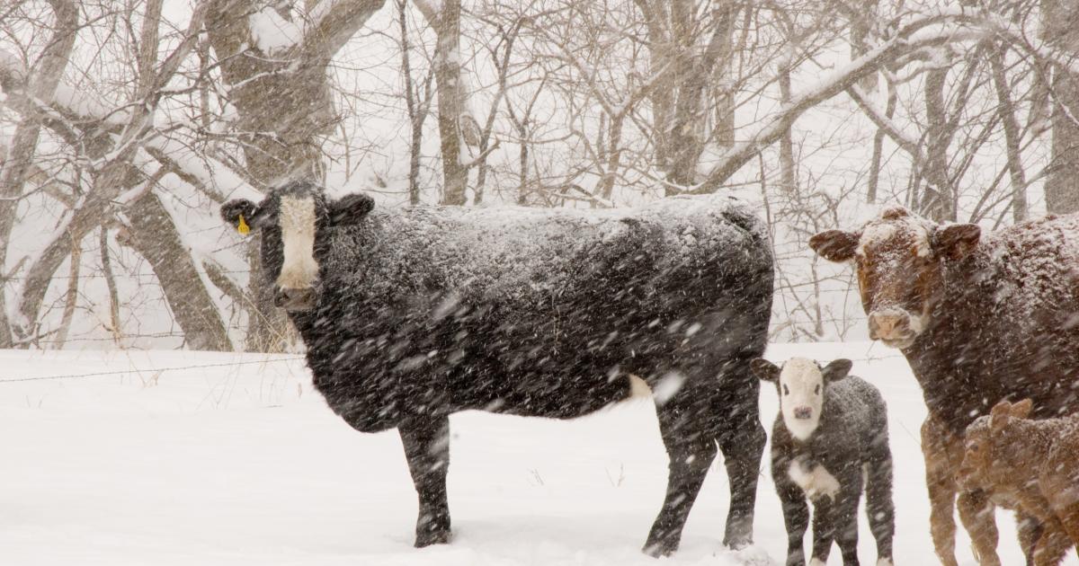 Can You “Make” a Cow Deliver Better Colostrum?